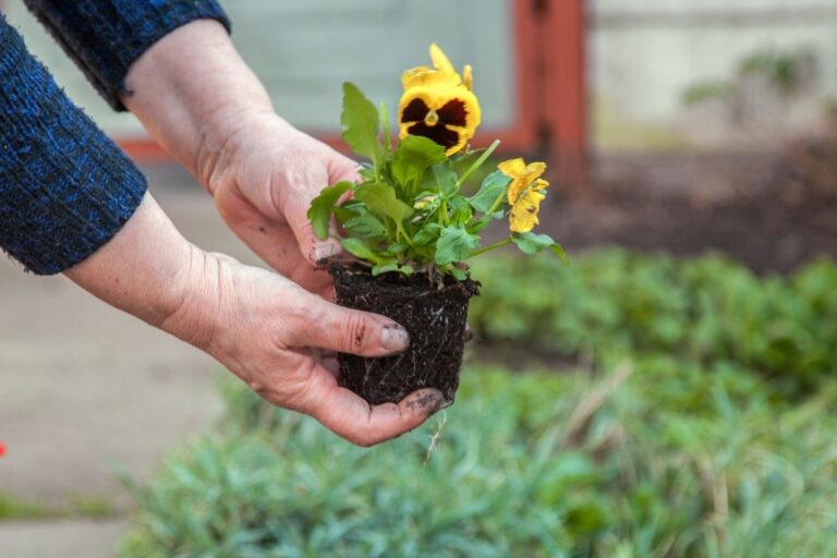 How Much Sun Do Pansies Need? (Pansies Light Requirements)