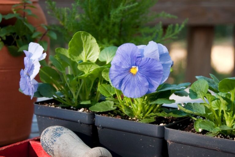 How To Get Rid Of Pests On Pansies? (Bugs Identification+Solution)