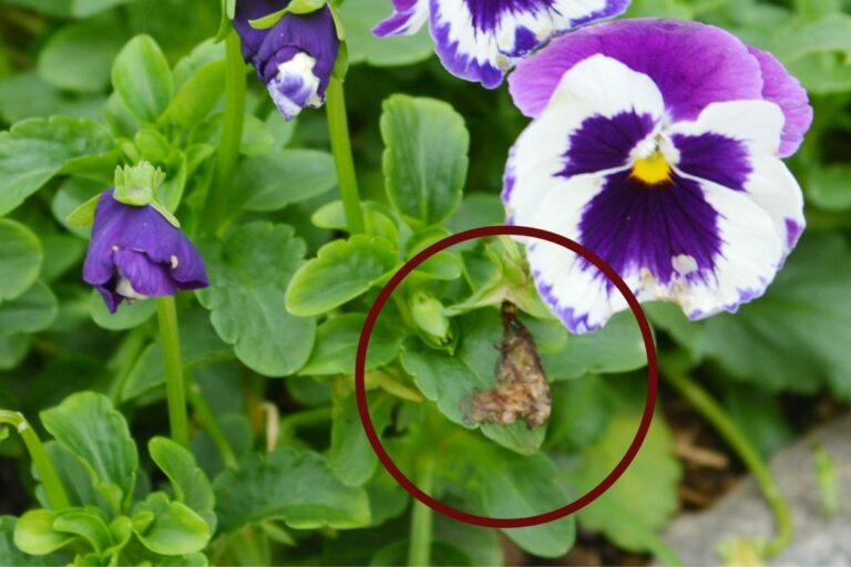 How Do You Take Care Of Potted Pansies? (Ultimate Care Guide)