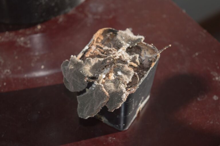 How Do You Save A Dying African Violet? (Possible Problems+Fix)