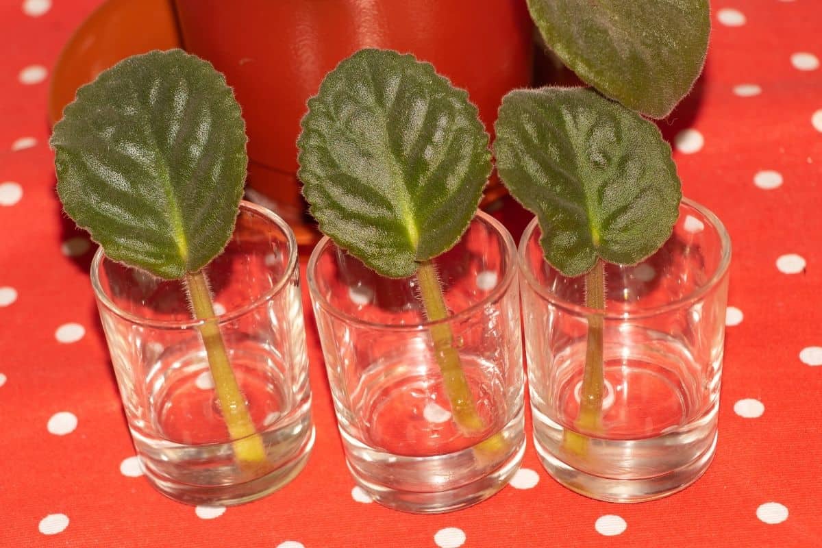 How To Propagate African Violets? (By Leaf, Water & Soil)