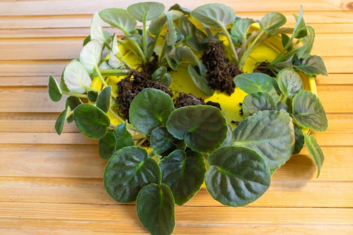 Do African Violets Like To Be Root Bound? (When To Repot)