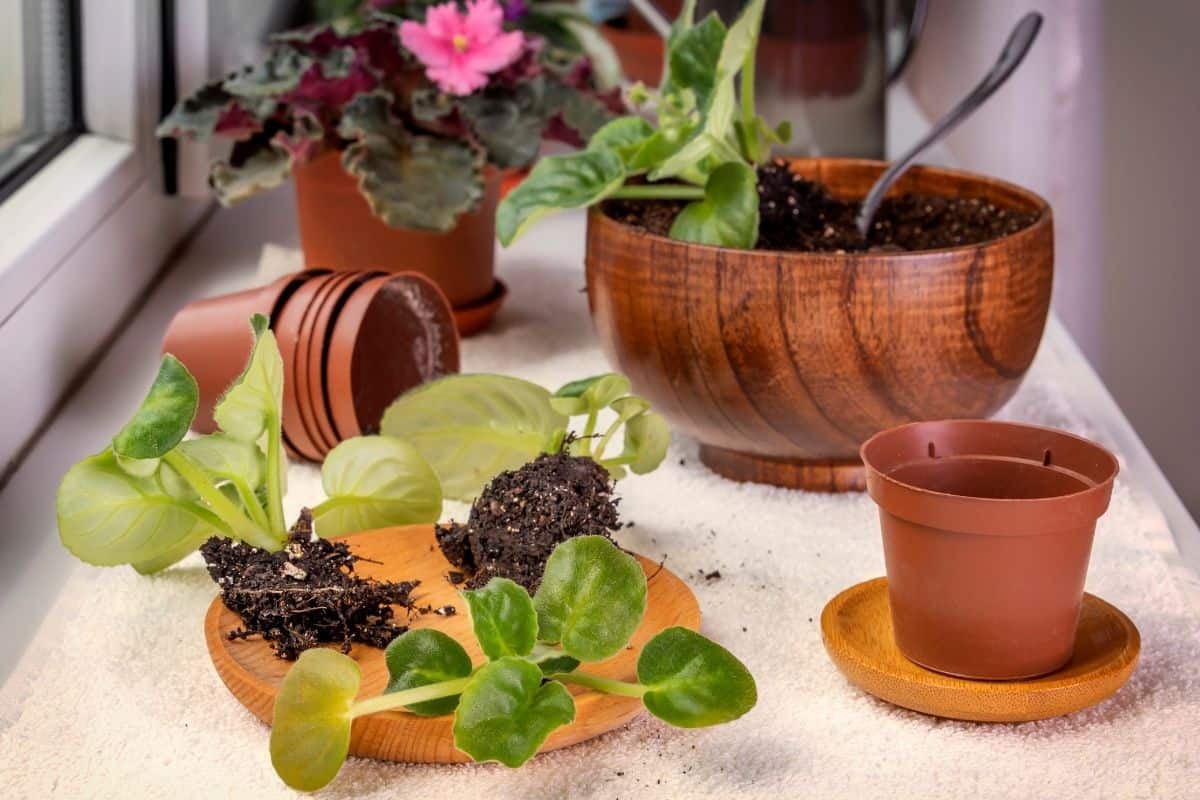 Why Is My African Violets Not Blooming? (Causes+How To Fix)