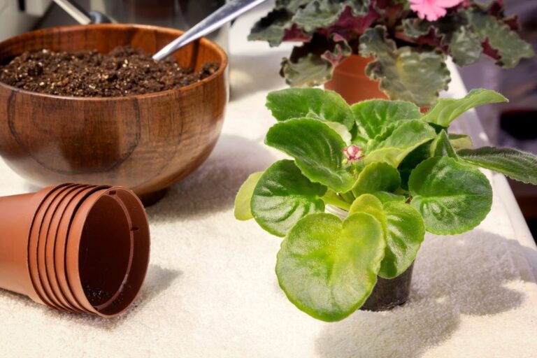 Is Epsom Salt Good For African Violets? (Benefits+Caution)