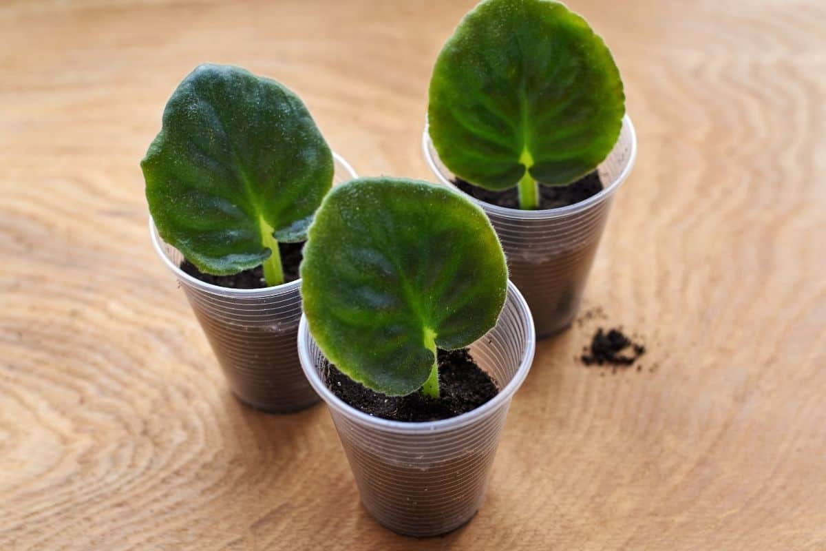 How To Propagate African Violets? (By Leaf, Water & Soil)