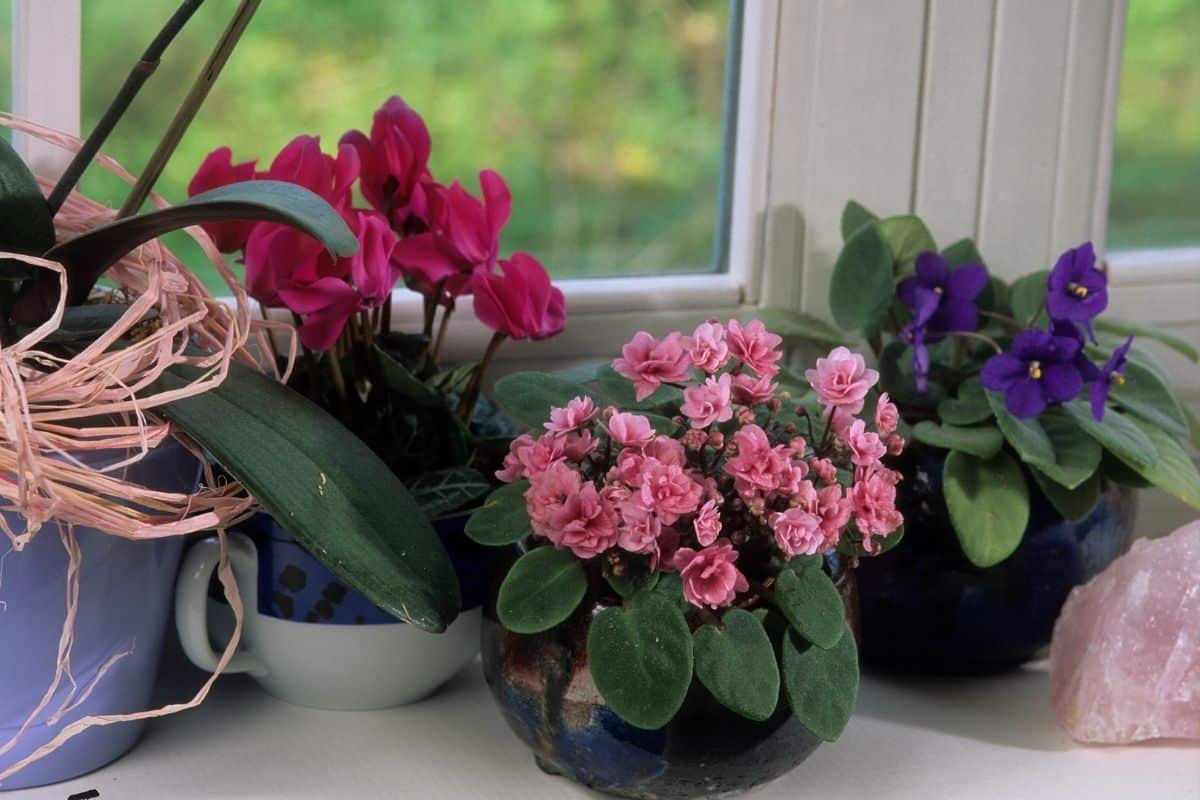 When Do African Violets Bloom? (Right Conditions+Get More Bloom)