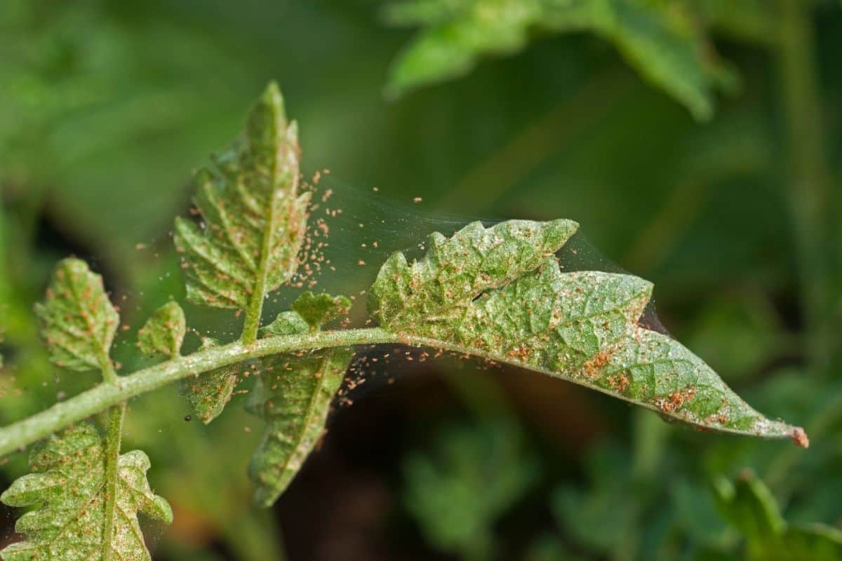 How To Get Rid Of Bugs On Daisies? (Common Bugs+Solution)
