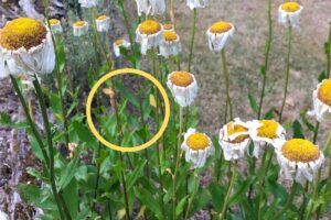 Why Is My Daisy Dying? (Possible Problems+How To Fix)