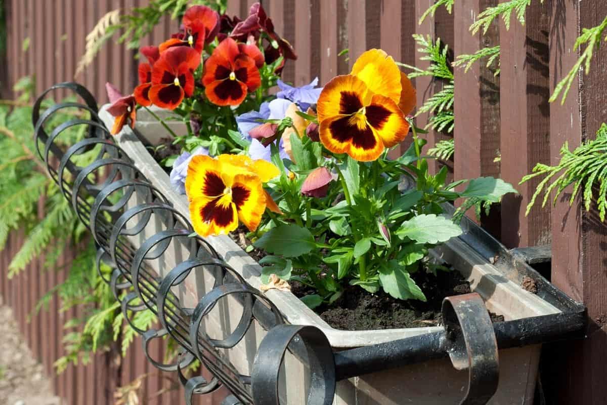 When Should Pansy Seeds Be Planted? (+Tips To Plant)