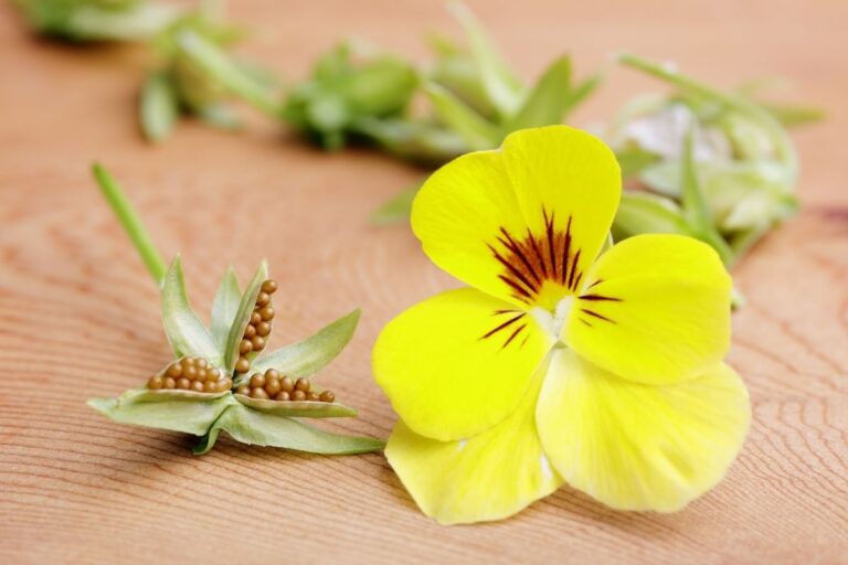 When Should Pansy Seeds Be Planted? (+Tips To Plant)