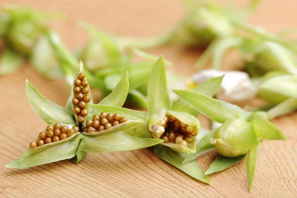 Do Pansy Seeds Need Stratification? (+How To)