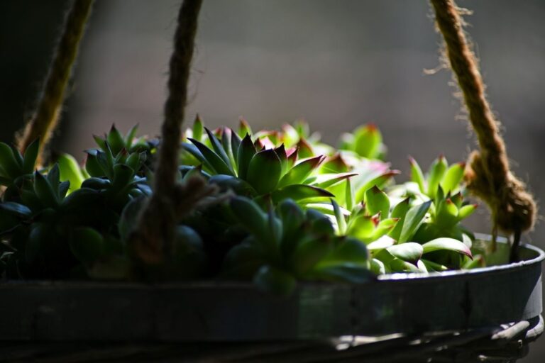 How Much Sun Do Hen And Chicks Need? (Light Requirement)