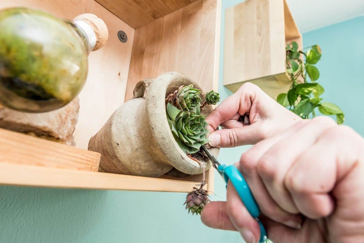 How To Propagate Hens And Chicks? (A Step-by-Step Guide)