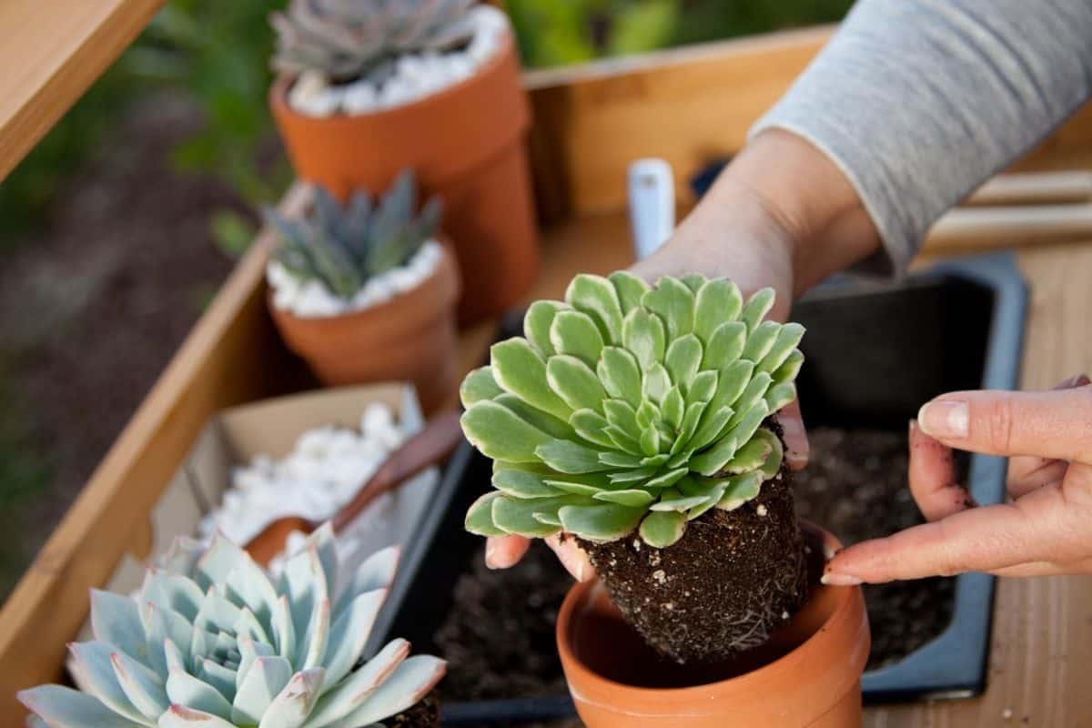 How To Plant Hens And Chicks In A Pot? (A Step-by-Step Care Guide)
