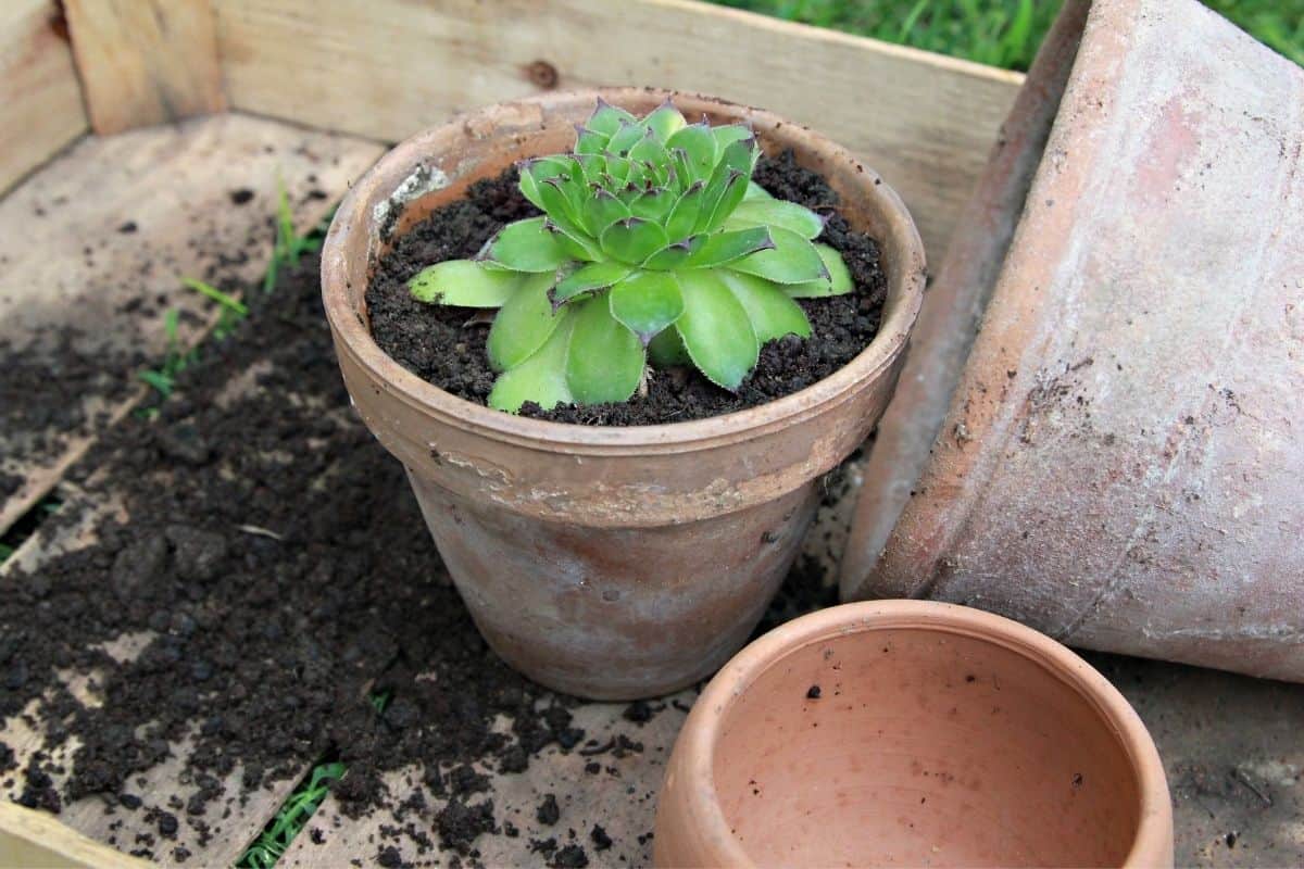 How To Transplant Hens And Chicks? (Why+Step-by-Step Guide)