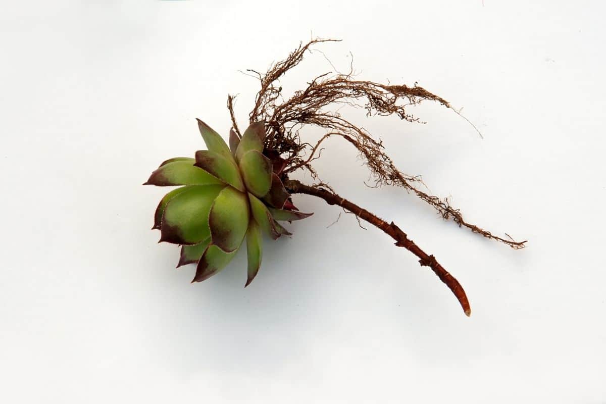 How To Transplant Hens And Chicks? (Why+Step-by-Step Guide)