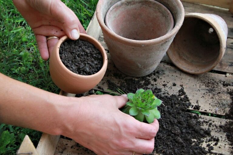 How To Plant Hens And Chicks In A Pot? (A Step-by-Step Care Guide)