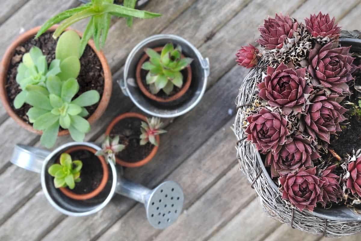 How Much Water Do Hens And Chicks Need? (Underwatering+Overwatering)