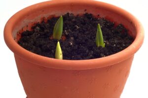 When Do Tulips Start Sprouting? (Growth Stage+When To Plant)
