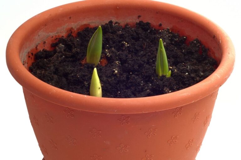 How To Propagate Tulips? (A Step-by-Step Guide)