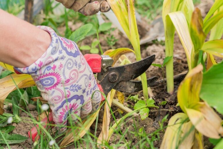 Do Tulips Need To Be Dug Up Every Year? (When+How)