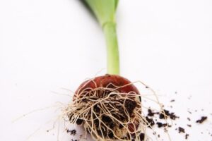 How To Propagate Tulips? (A Step-by-Step Guide)