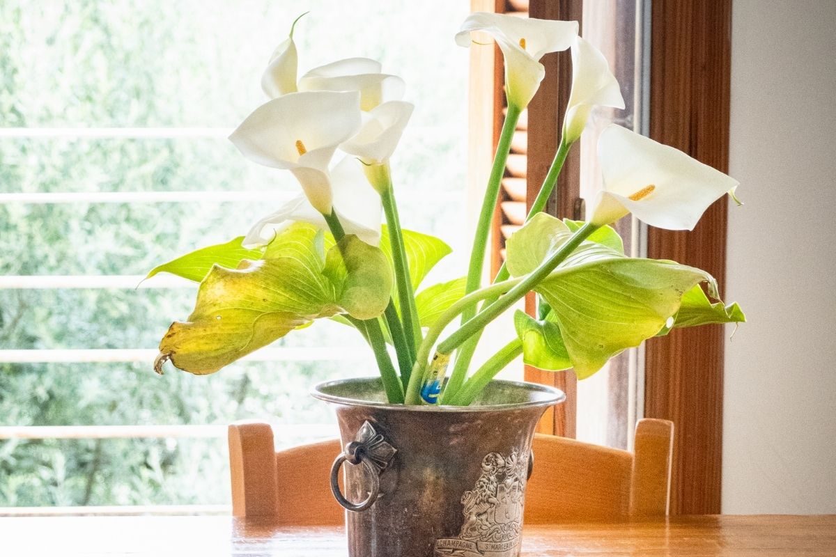 17 Best Flowering Plant For A Pot (With Pictures+Care Guide)