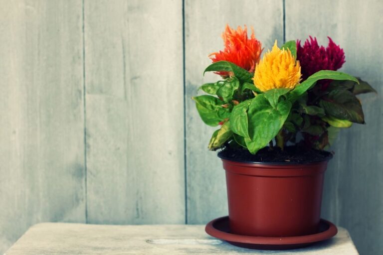 17 Best Flowering Plant For A Pot (With Pictures+Care Guide)