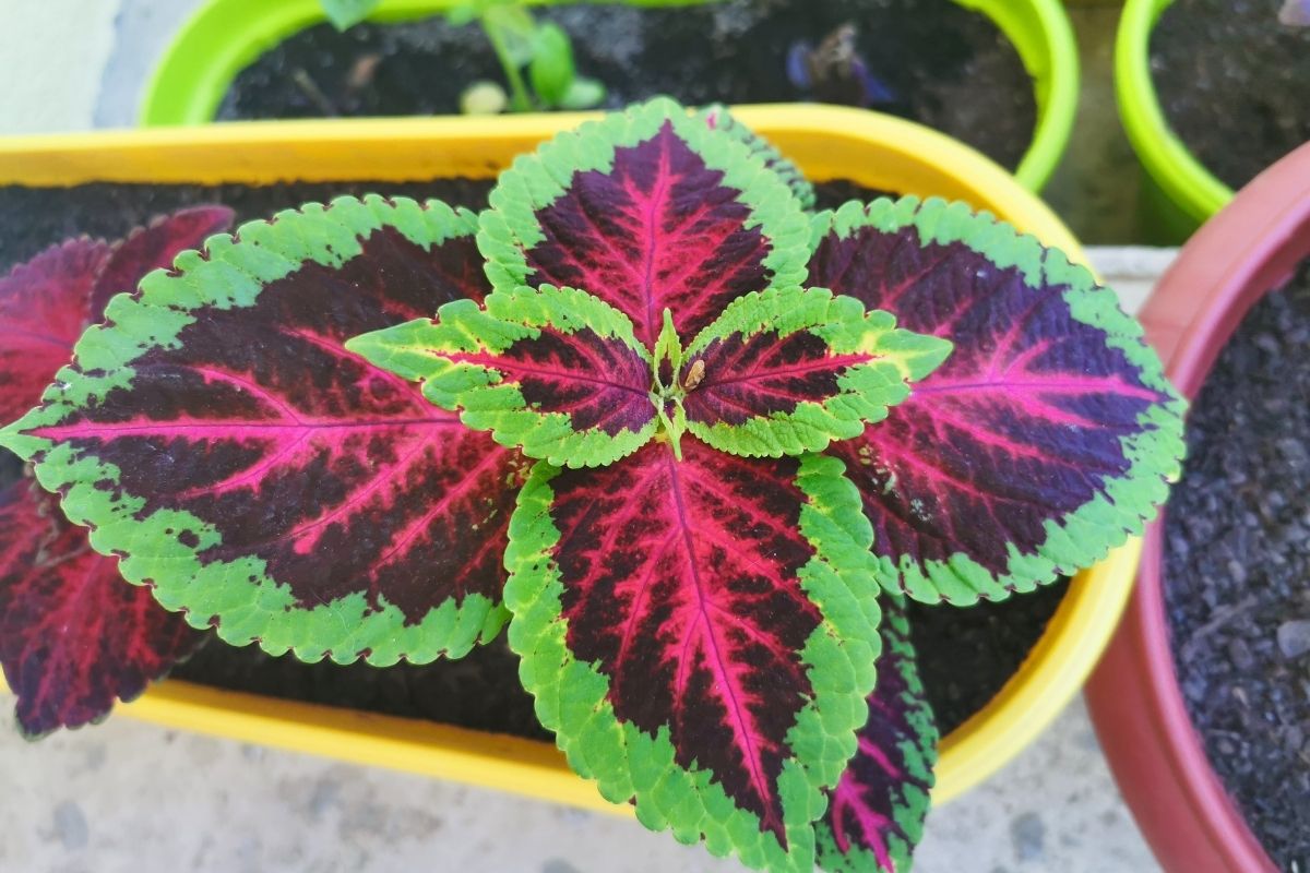 14 Best Flower For Window Boxes (With Basic Care)