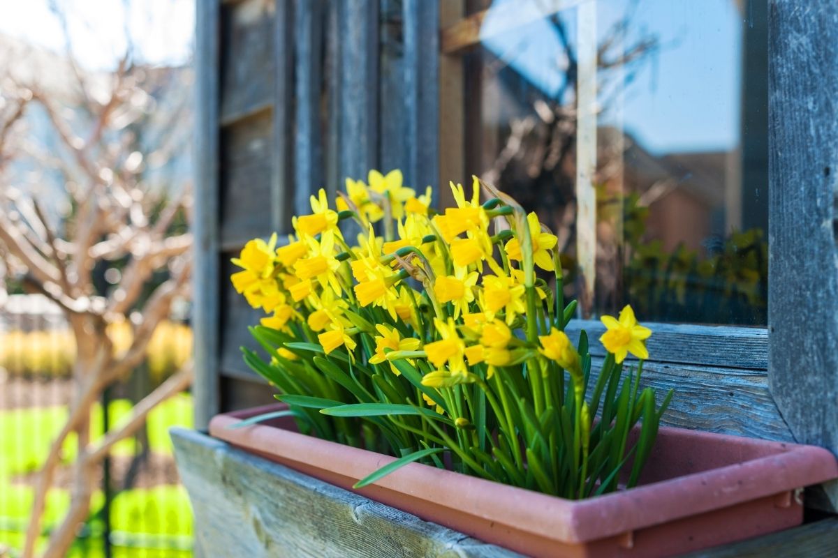 17 Best Flowering Plant For A Pot (With Pictures+Care Guide)