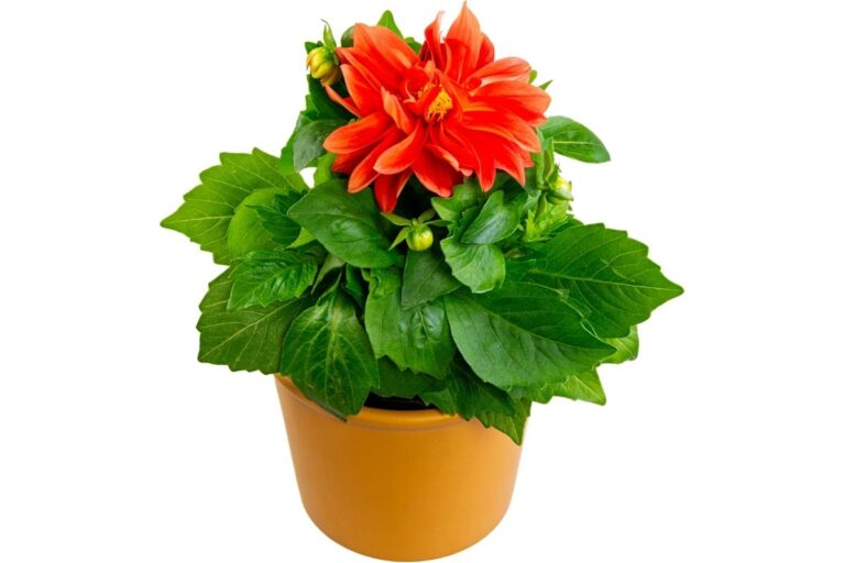 17 Best Flowering Plant For A Pot (With Pictures+Care Guide)