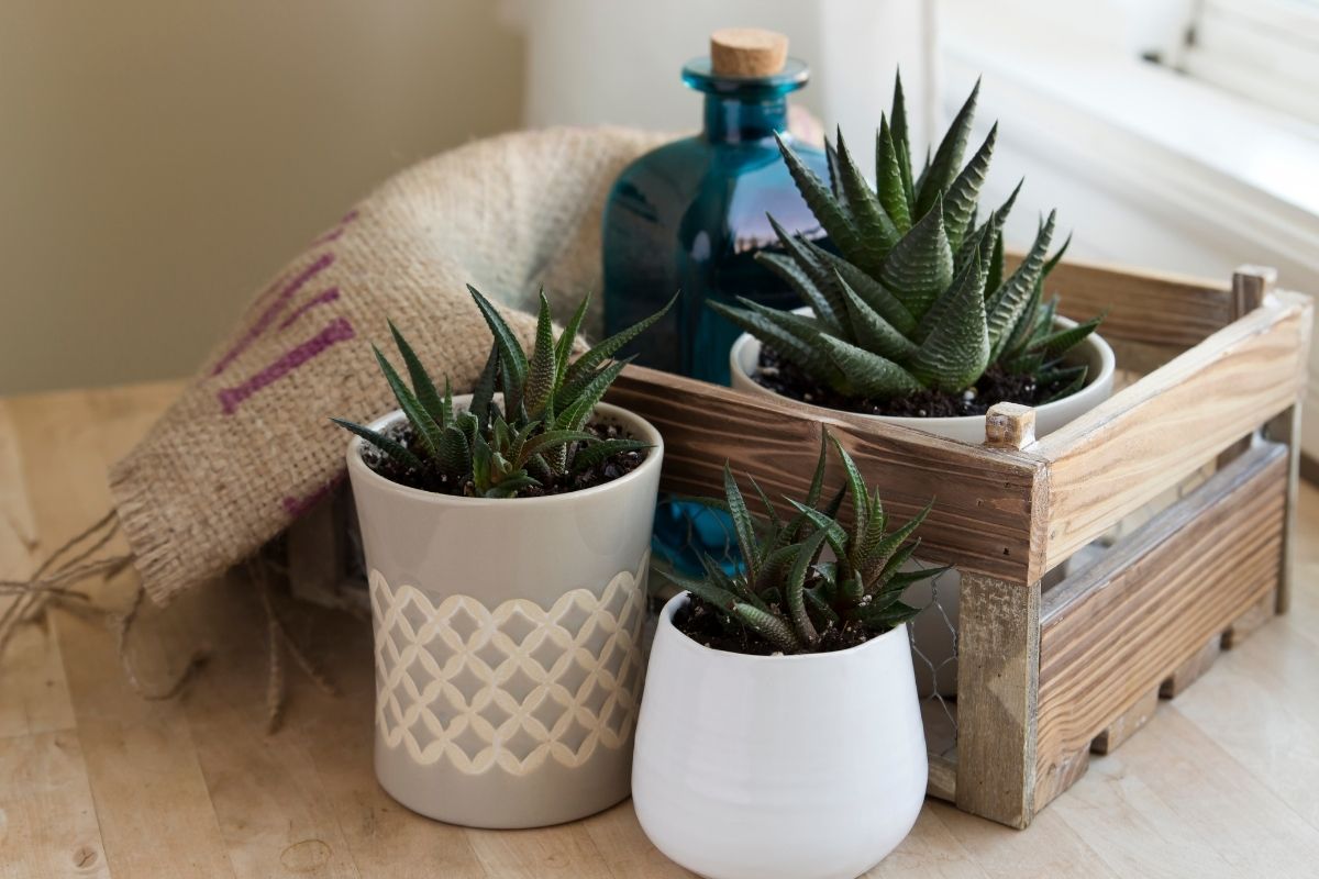 What Kind Of Haworthia Do I Have? (18 Common Varieties With Pictures)