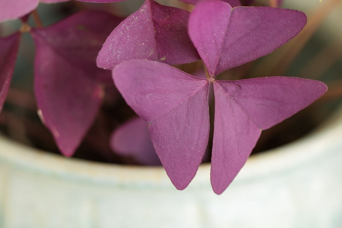 15 Best Flowers For Hanging Baskets (With Basic Care)