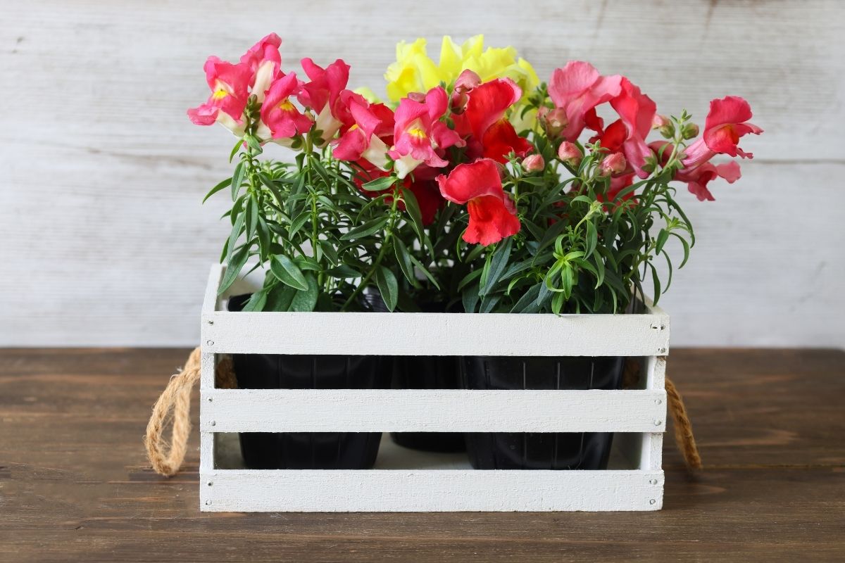 14 Best Flower For Window Boxes (With Basic Care)