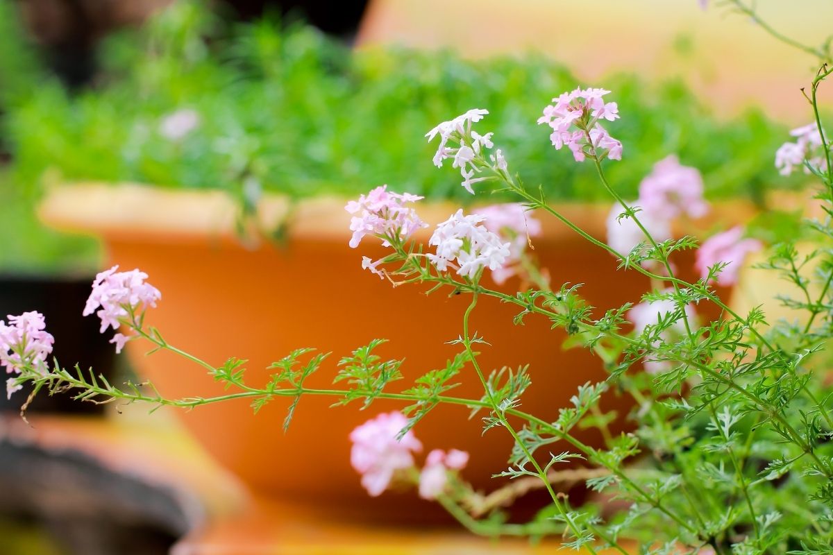 14 Best Flower For Window Boxes (With Basic Care)