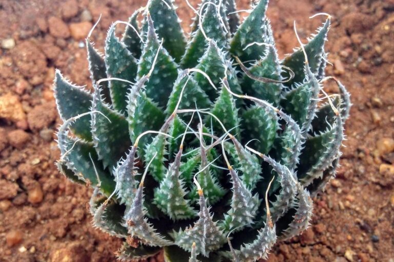 What Kind Of Haworthia Do I Have? (18 Common Varieties With Pictures)