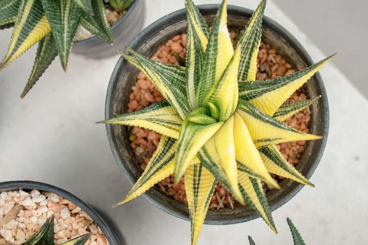 What Kind Of Haworthia Do I Have? (18 Common Varieties With Pictures)