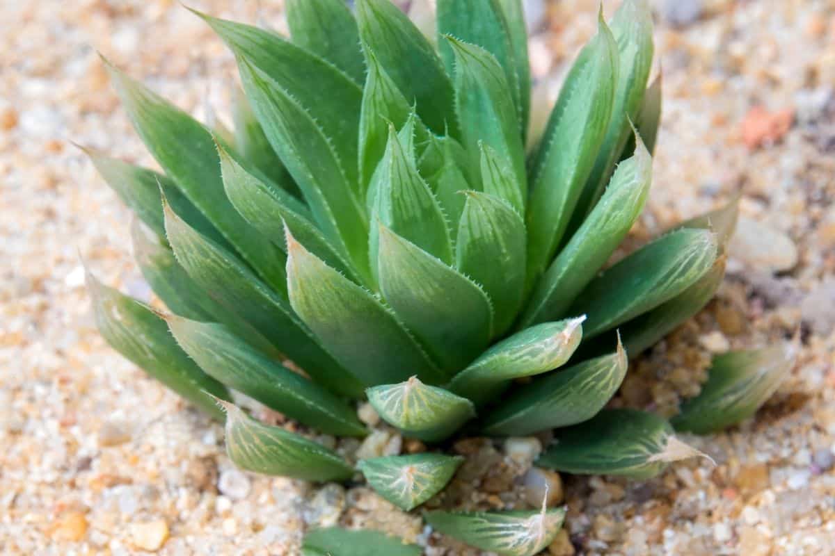 What Kind Of Haworthia Do I Have? (18 Common Varieties With Pictures)