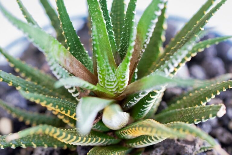 What Kind Of Haworthia Do I Have? (18 Common Varieties With Pictures)