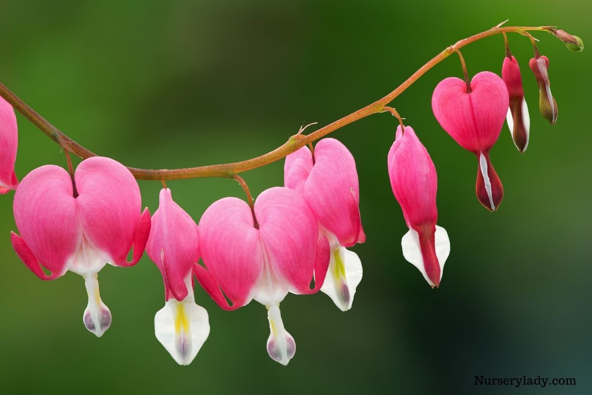 14 Best Flowers For Hummingbirds (+Basic Care Guide)