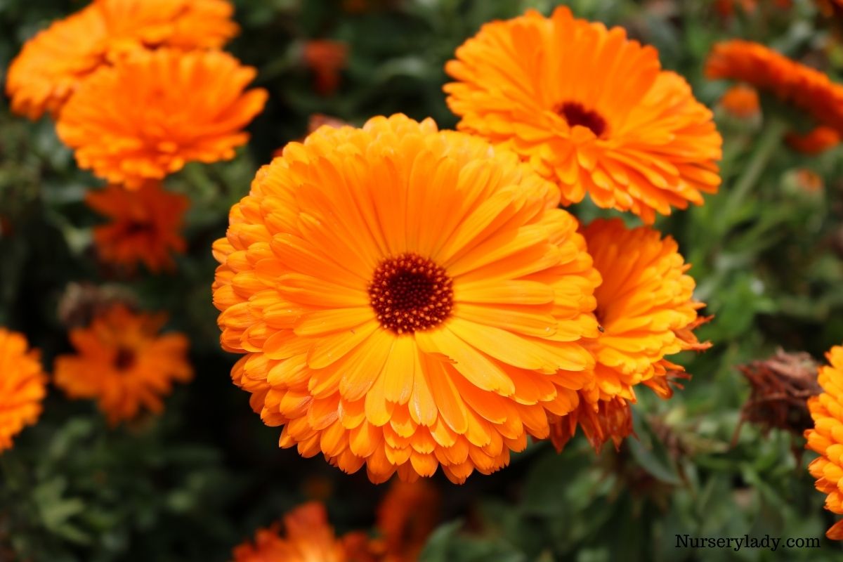 16 Best Flowers To Grow In Georgia (With Basic Care+Photos)