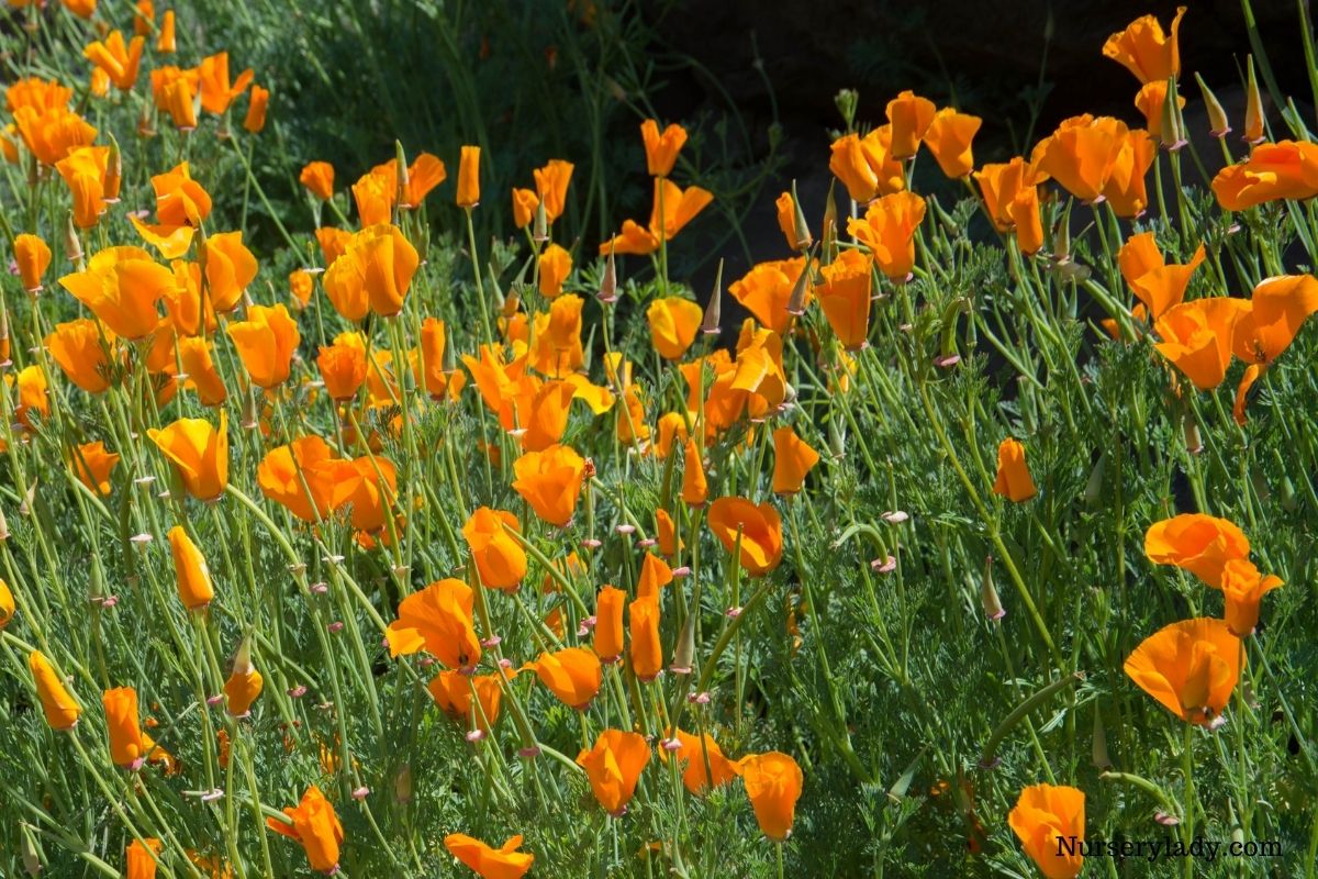 15 Best Flowers To Grow In Southern California (With Basic Care+Pictures)