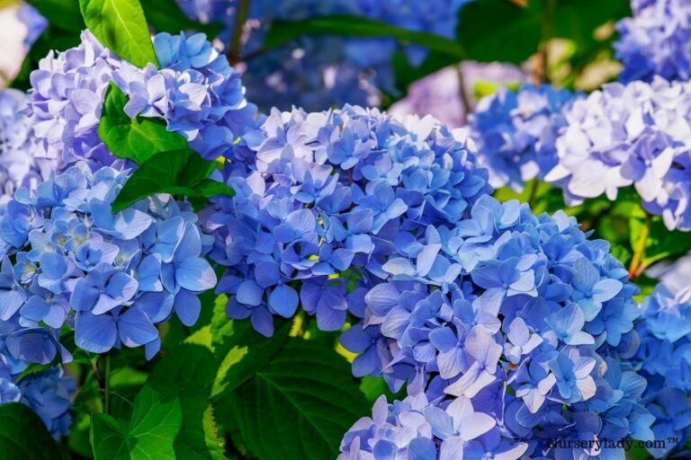 15 Best Flowers Around Trees (With Picture+Basic Care)