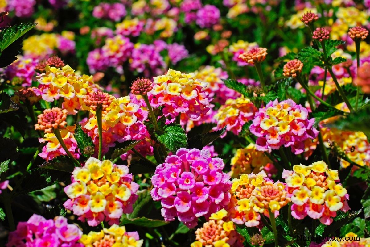 15 Best Flowers For Full Sun (With Picture+Basic Care)