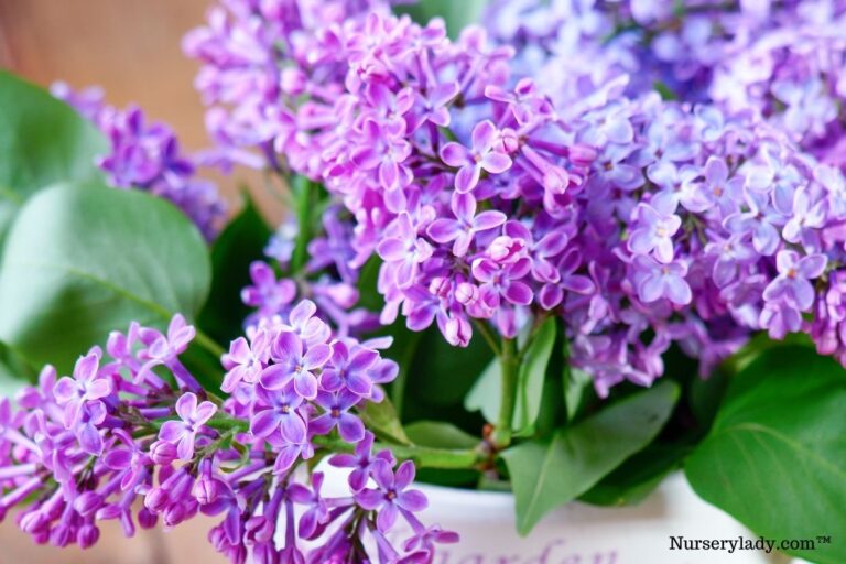 15 Best Flowers For Spring (+Basic Care Needs)