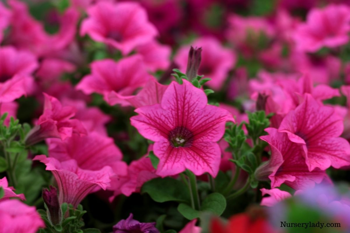 14 Best Flowers For Hummingbirds (+Basic Care Guide)