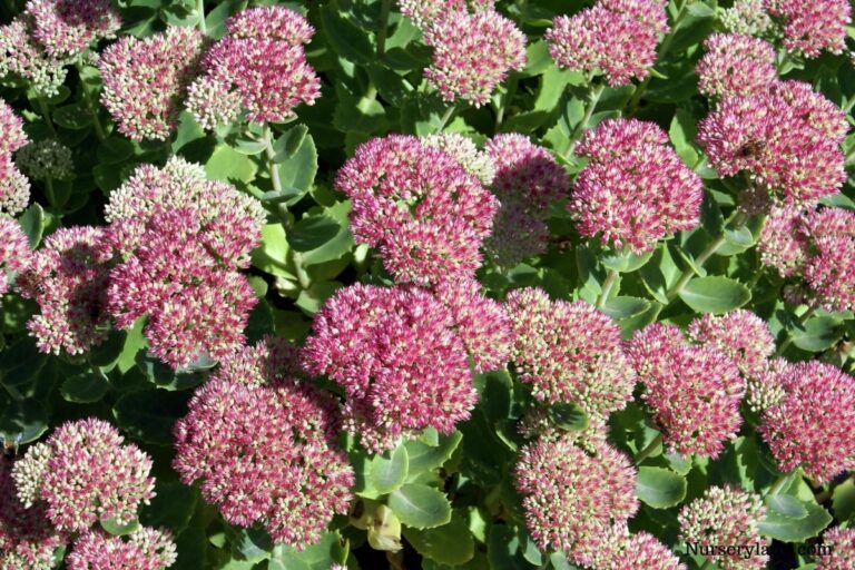 15 Best Flowers Around Trees (With Picture+Basic Care)