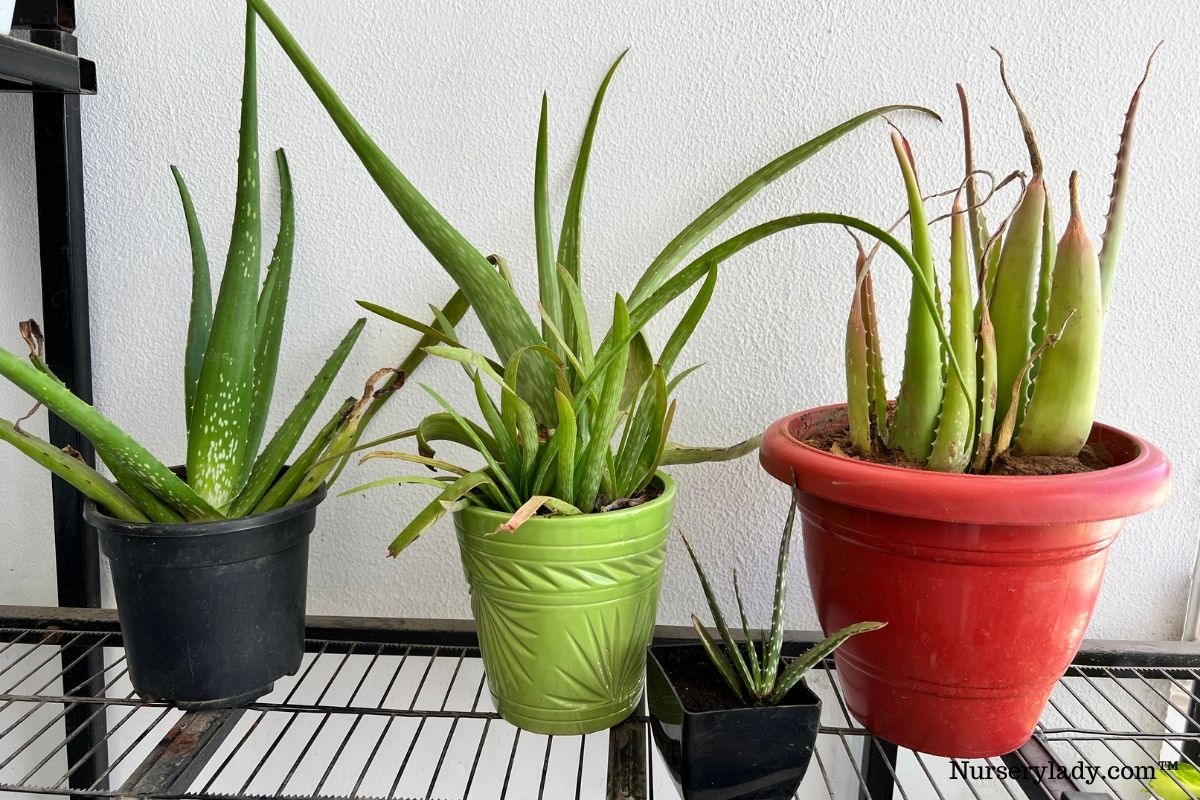 How To Repot An Aloe Vera Plant? (Step-by-Step Guide)