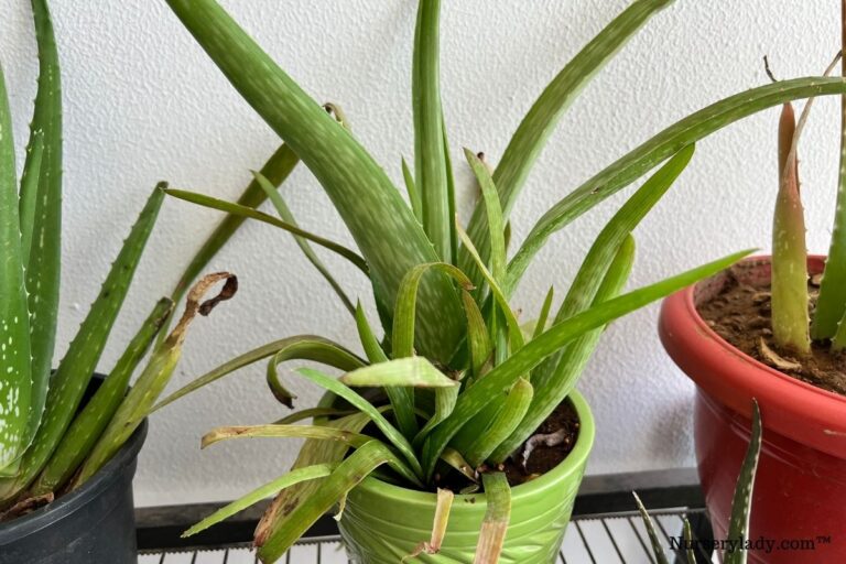 Why Are My Aloe Vera Leaves Falling Off? (Causes+Fix)