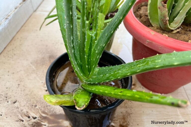 What Type Of Soil For Aloe Vera Plant? (+Ideal Soil Mix)